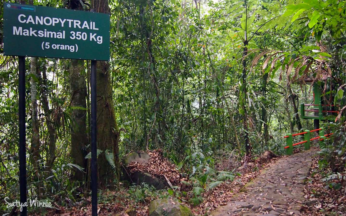 Canopy Trail Ciwalen, Taman Nasional Gede Pangrango — Satya Winnie