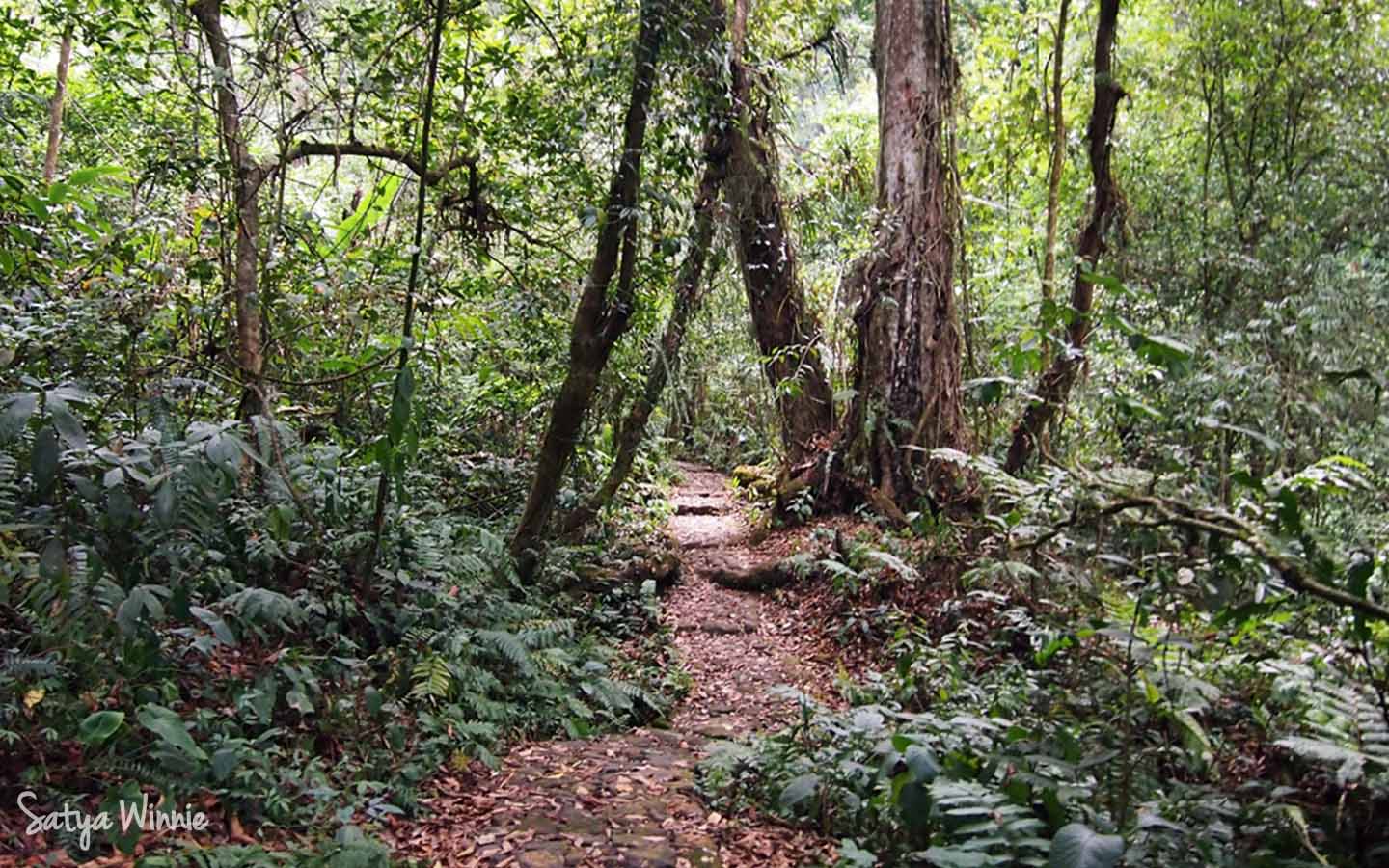 Canopy Trail Ciwalen, Taman Nasional Gede Pangrango — Satya Winnie