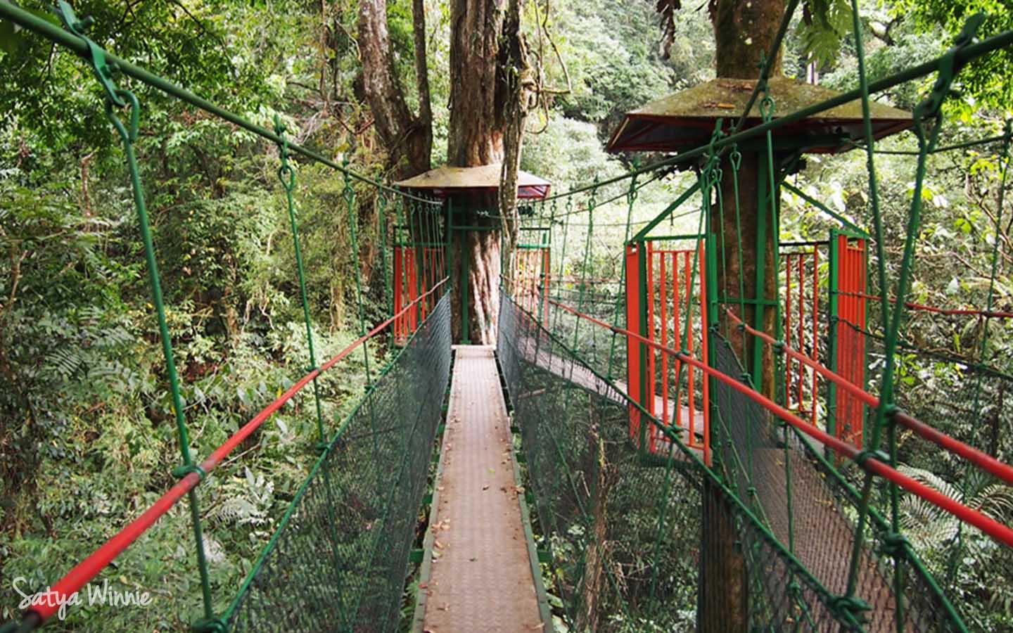 Canopy Trail Ciwalen, Taman Nasional Gede Pangrango — Satya Winnie