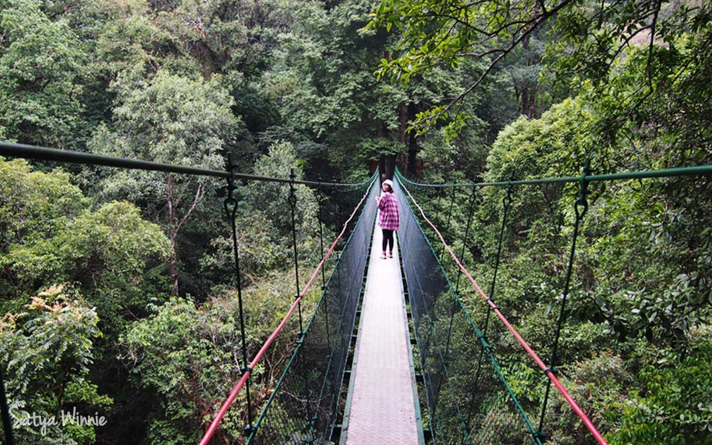 Canopy Trail Ciwalen, Taman Nasional Gede Pangrango — Satya Winnie
