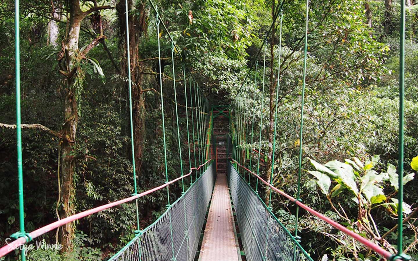 Canopy Trail Ciwalen, Taman Nasional Gede Pangrango — Satya Winnie